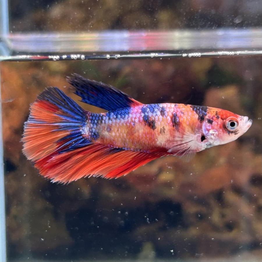 強化SALE中 ベタ ショーベタ メス コイカラー 03F0408-087 ハーフムーン 熱帯魚 生体 7月まで : 有限会社高知熱帯魚サービス - 通販 - Yahoo!ショッピング