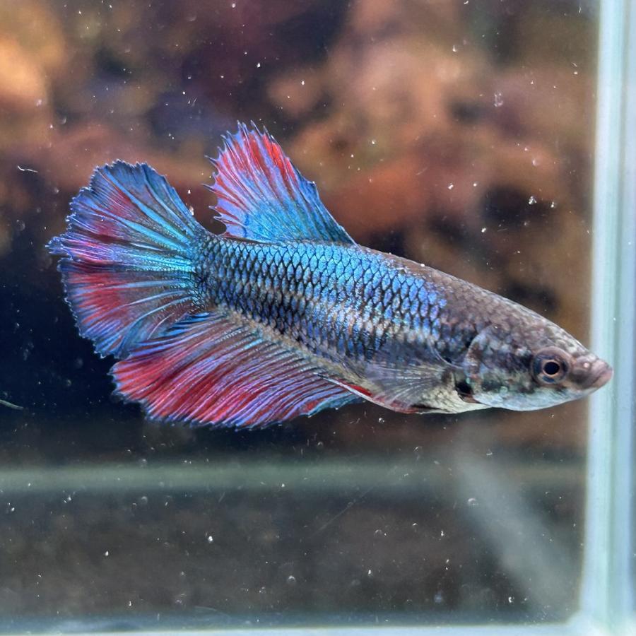 ベタ ショーベタ メス ファンシー 03F0408-089 ハーフムーン 熱帯魚 生体 : 有限会社高知熱帯魚サービス - 通販 - Yahoo!ショッピング