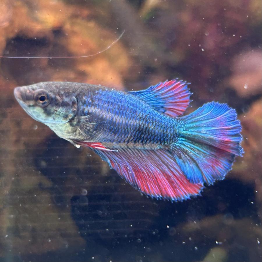 ベタ ショーベタ メス ファンシー 03F0408-089 ハーフムーン 熱帯魚 生体 : 有限会社高知熱帯魚サービス - 通販 - Yahoo!ショッピング