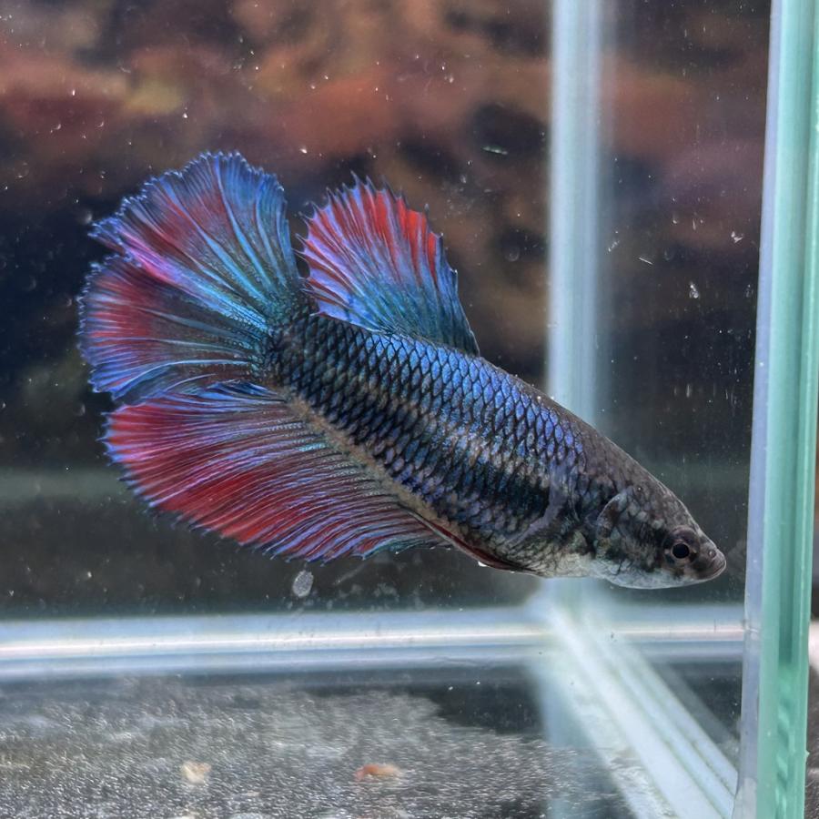 ベタ ショーベタ メス ファンシー 03F0408-089 ハーフムーン 熱帯魚 生体 : 有限会社高知熱帯魚サービス - 通販 - Yahoo!ショッピング