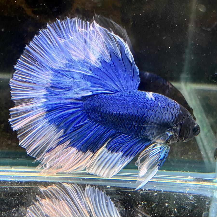 熱帯魚 オーバーハーフムーン オス ブルーバタフライ 03M0116-011 生体 ハーフムーン : 有限会社高知熱帯魚サービス - 通販 - Yahoo!ショッピング