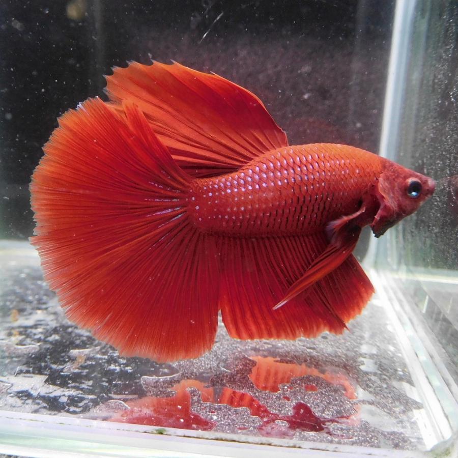ベタ ショーベタ オス レッド 03M0127-023 生体 熱帯魚 ハーフムーン : 有限会社高知熱帯魚サービス - 通販 - Yahoo!ショッピング