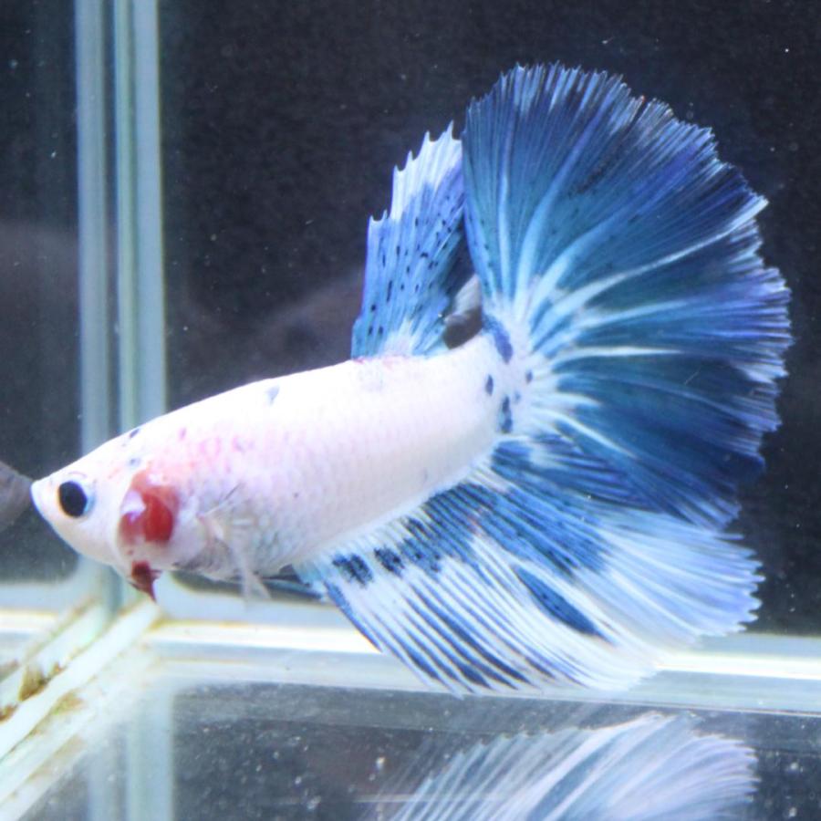 ベタ ショーベタ オス ファンシーブルー 03M0127-027 生体 熱帯魚 ハーフムーン : 有限会社高知熱帯魚サービス - 通販 - Yahoo!ショッピング