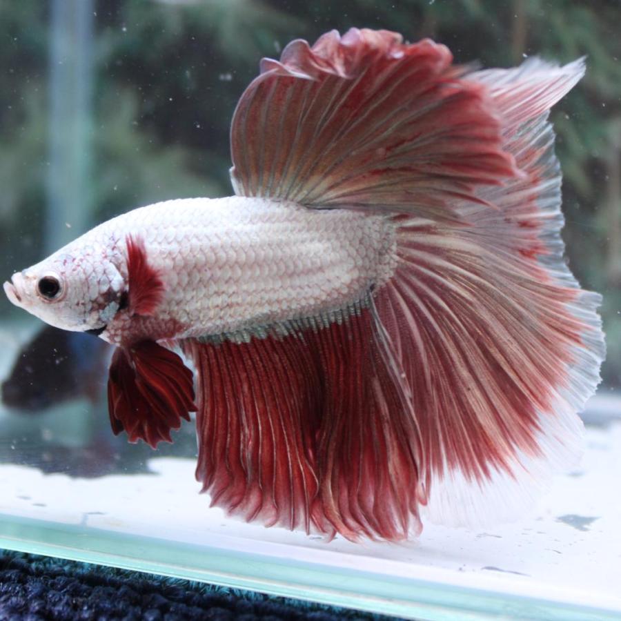 ベタ ショーベタ オス レッドドラゴン 03M0127-053 生体 熱帯魚 ハーフムーン : 有限会社高知熱帯魚サービス - 通販 - Yahoo!ショッピング