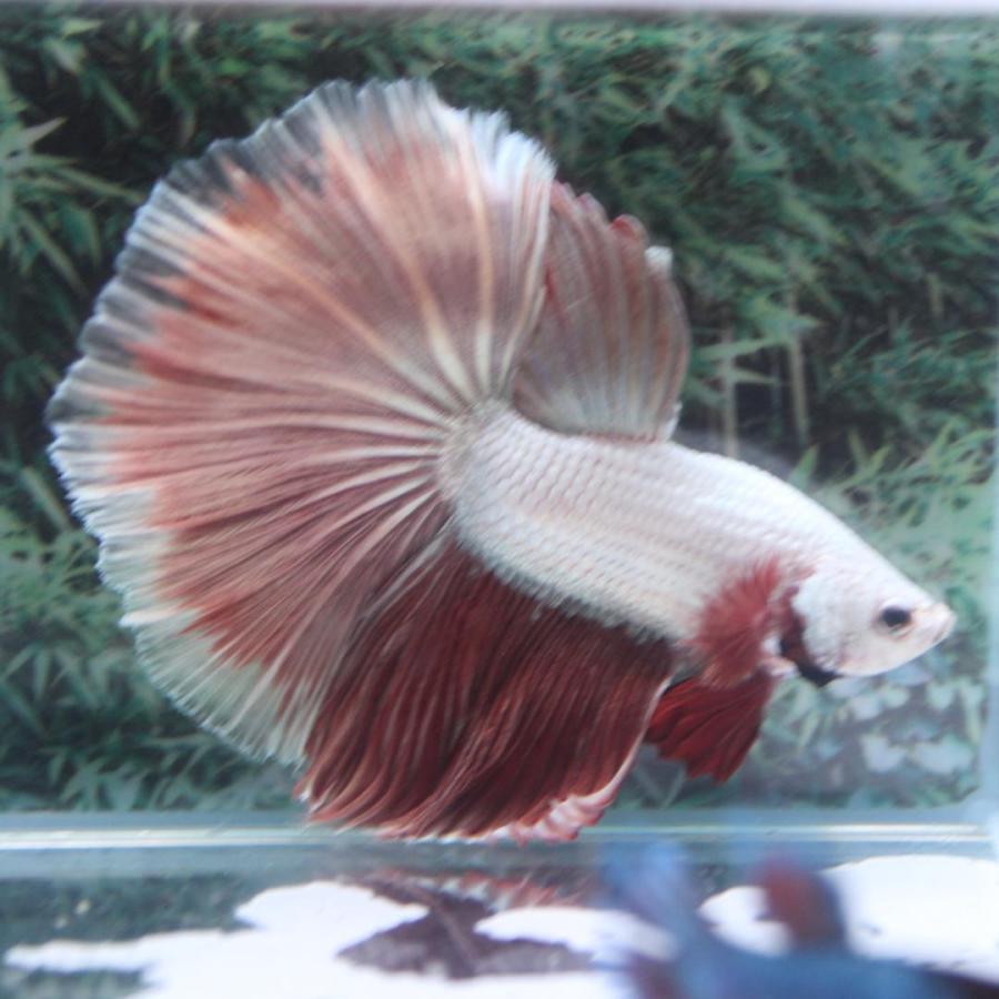 ベタ ショーベタ オス レッドドラゴン 03M0127-053 生体 熱帯魚 ハーフムーン : 有限会社高知熱帯魚サービス - 通販 - Yahoo!ショッピング