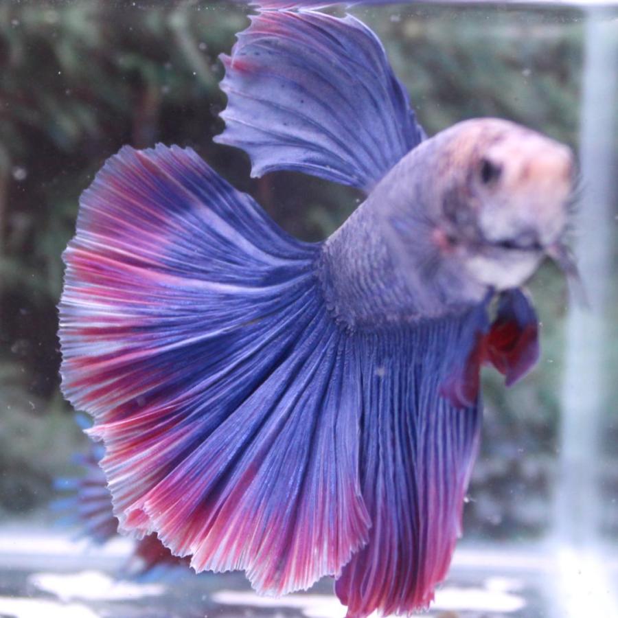 ベタ ショーベタ オス ファンシー 03M0127-056 生体 熱帯魚 ハーフムーン : 有限会社高知熱帯魚サービス - 通販 - Yahoo!ショッピング