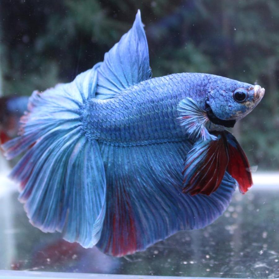 ベタ ショーベタ オス ファンシーブルー 欠損あり 03M0127-059 生体 熱帯魚 ハーフムーン : 有限会社高知熱帯魚サービス - 通販 - Yahoo!ショッピング
