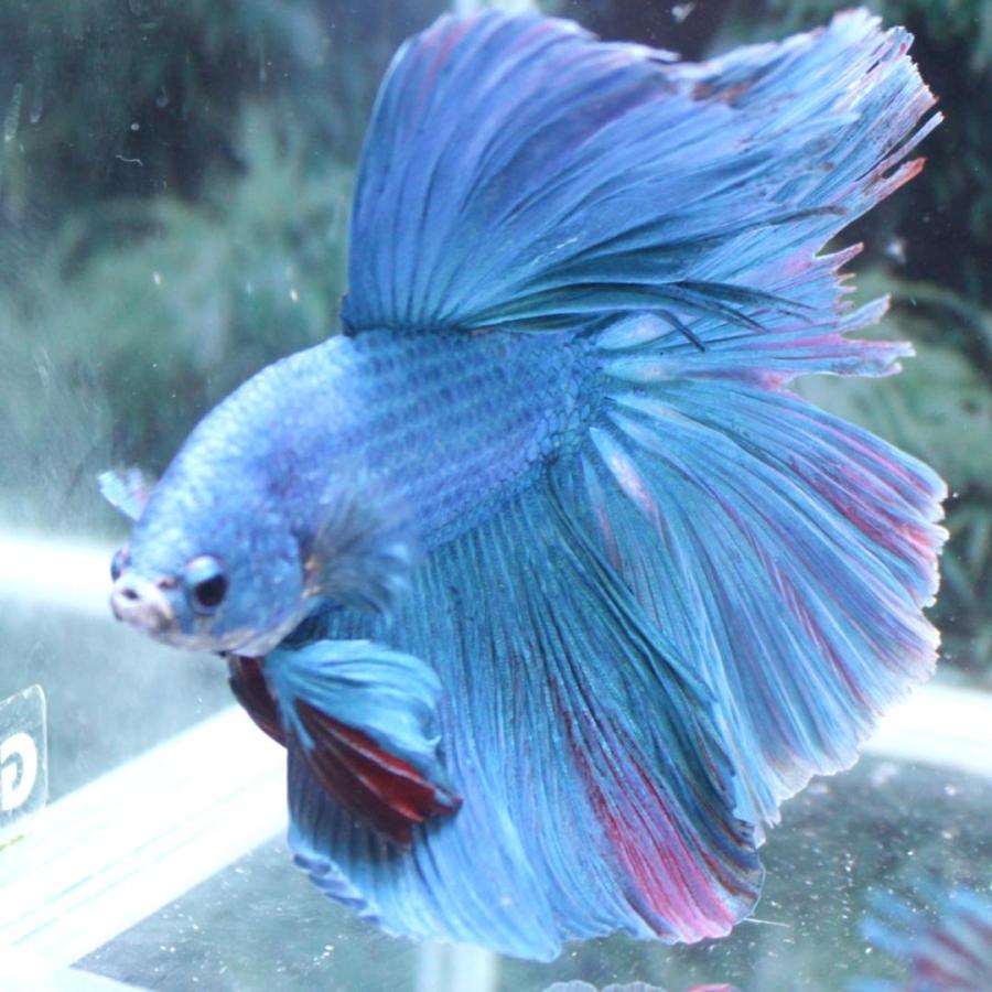 ベタ ショーベタ オス ファンシーブルー 欠損あり 03M0127-059 生体 熱帯魚 ハーフムーン : 有限会社高知熱帯魚サービス - 通販 - Yahoo!ショッピング