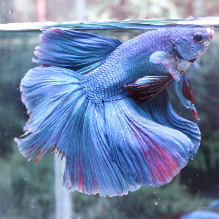 ベタ ショーベタ オス ファンシーブルー 欠損あり 03M0127-059 生体 熱帯魚 ハーフムーン : 有限会社高知熱帯魚サービス - 通販 - Yahoo!ショッピング