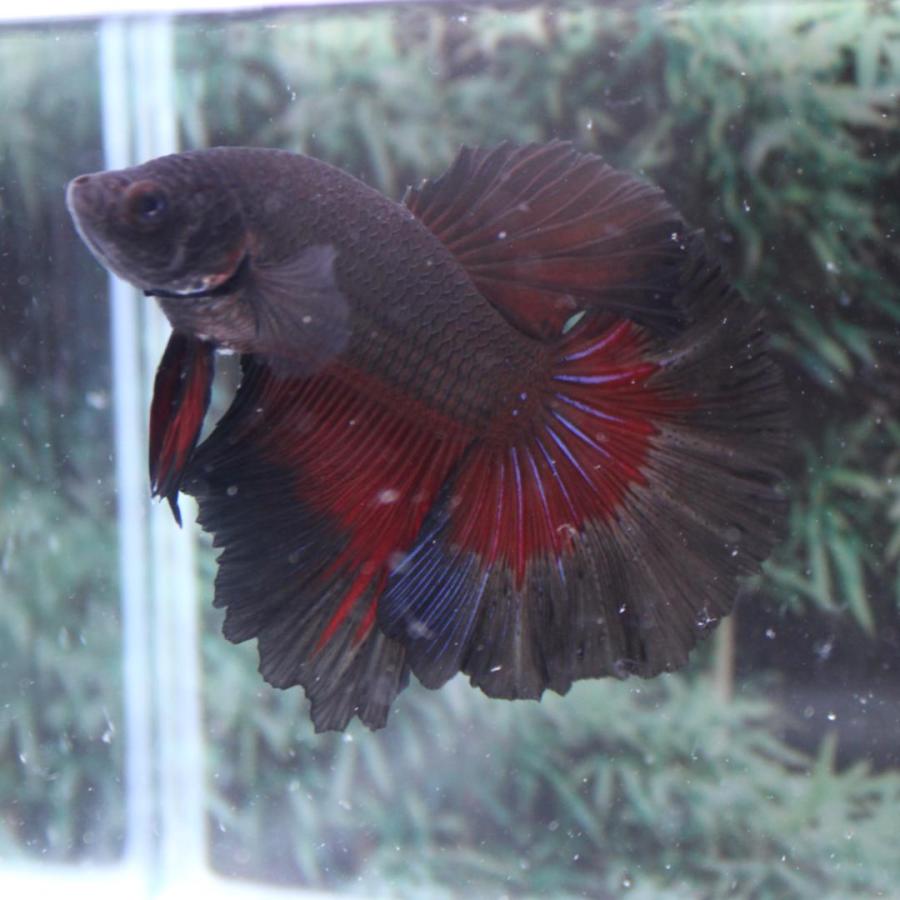 ベタ ショーベタ オス ファンシーブラック 03M0127-062 生体 熱帯魚 ハーフムーン : 有限会社高知熱帯魚サービス - 通販 - Yahoo!ショッピング