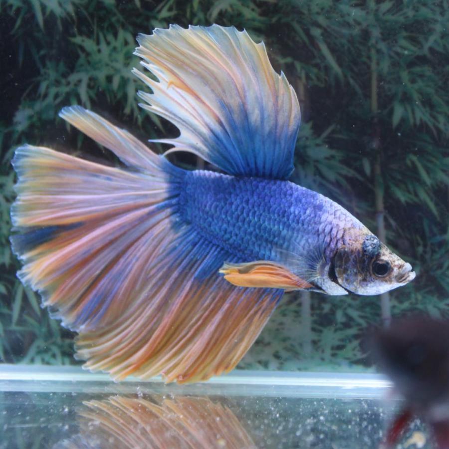 ベタ ショーベタ オス ブルーマスタード 欠損あり 03M0127-065 生体 熱帯魚 ハーフムーン : 有限会社高知熱帯魚サービス - 通販 - Yahoo!ショッピング