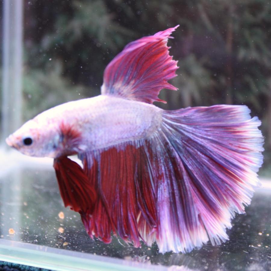 ベタ ショーベタ オス ラベンダーバタフライ 03M0127-113 生体 熱帯魚 ハーフムーン : 有限会社高知熱帯魚サービス - 通販 - Yahoo!ショッピング