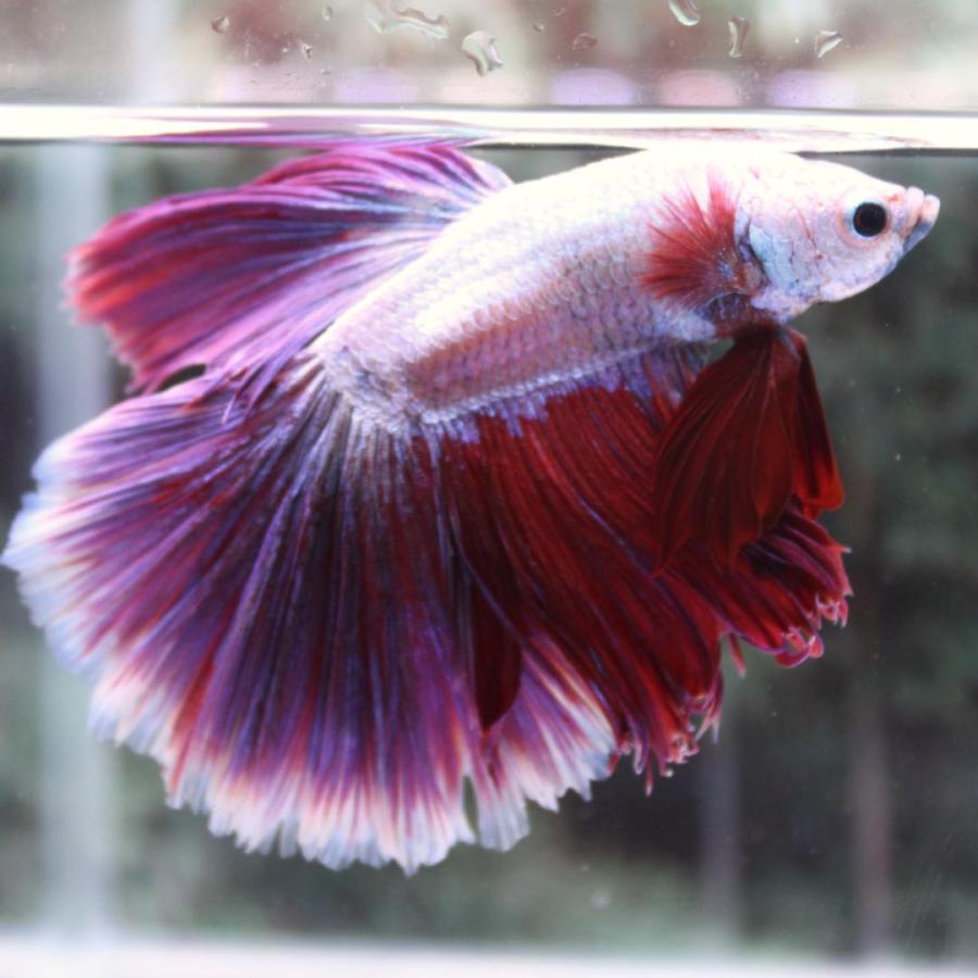 ベタ ショーベタ オス ラベンダーバタフライ 03M0127-113 生体 熱帯魚 ハーフムーン : 有限会社高知熱帯魚サービス - 通販 - Yahoo!ショッピング