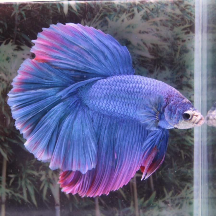 ベタ ショーベタ オス ファンシーブルー 03M0127-118 生体 熱帯魚 ハーフムーン : 有限会社高知熱帯魚サービス - 通販 - Yahoo!ショッピング