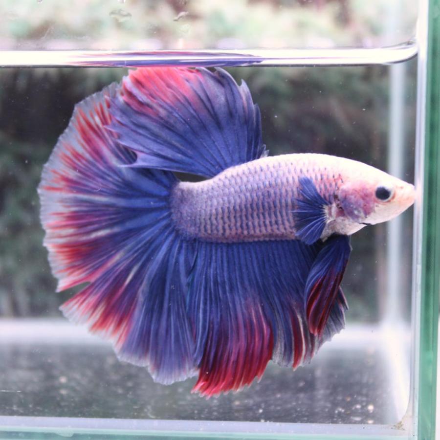 ベタ ショーベタ オス ファンシーブルー 03M0127-127 生体 熱帯魚 ハーフムーン : 有限会社高知熱帯魚サービス - 通販 - Yahoo!ショッピング