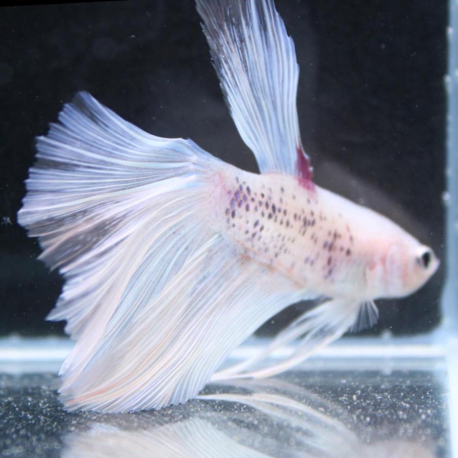 ベタ ショーベタ オス ファンシーホワイト 03M0127-141 生体 熱帯魚 ハーフムーン : 有限会社高知熱帯魚サービス - 通販 - Yahoo!ショッピング