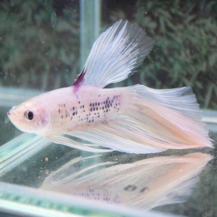 ベタ ショーベタ オス ファンシーホワイト 03M0127-141 生体 熱帯魚 ハーフムーン : 有限会社高知熱帯魚サービス - 通販 - Yahoo!ショッピング