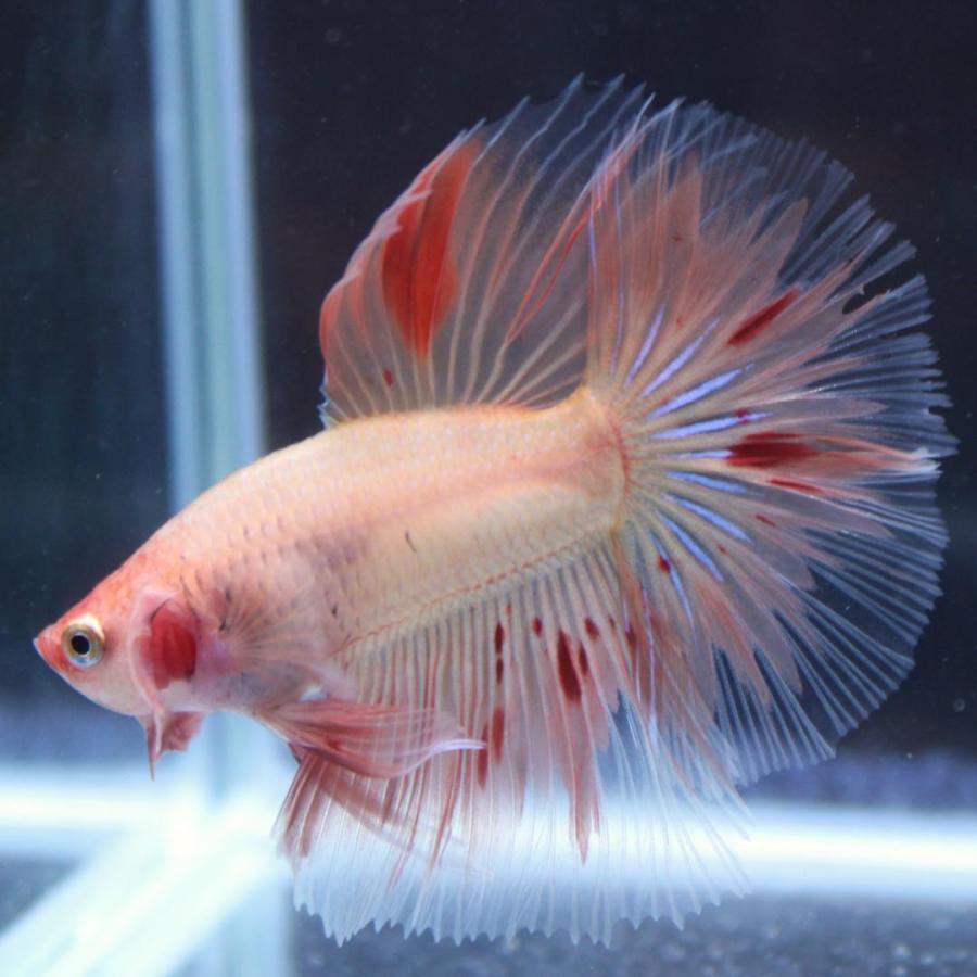 ベタ ショーベタ オス アルマゲンドン 03M0127-159 生体 熱帯魚 ハーフムーン : 有限会社高知熱帯魚サービス - 通販 - Yahoo!ショッピング