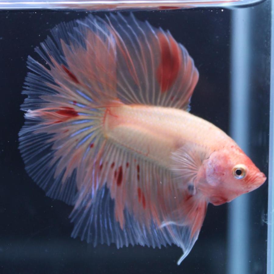 ベタ ショーベタ オス アルマゲンドン 03M0127-159 生体 熱帯魚 ハーフムーン : 有限会社高知熱帯魚サービス - 通販 - Yahoo!ショッピング