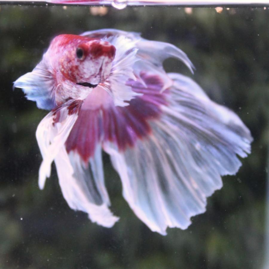 ベタ ショーベタ オス ラベンダーバタフライ 03M0127-161 生体 熱帯魚 ハーフムーン : 有限会社高知熱帯魚サービス - 通販 - Yahoo!ショッピング