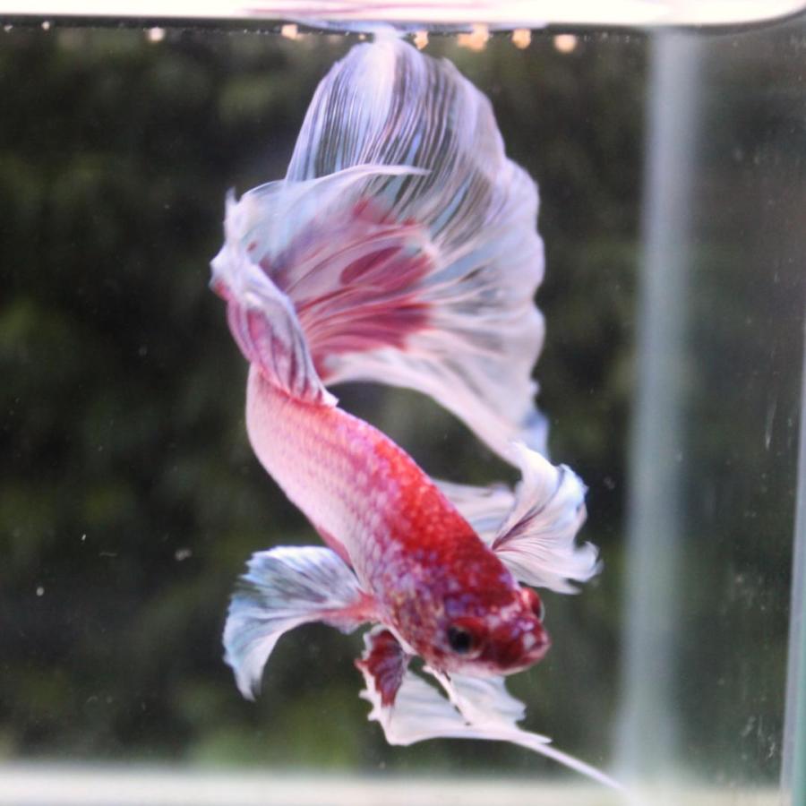 ベタ ショーベタ オス ラベンダーバタフライ 03M0127-161 生体 熱帯魚 ハーフムーン : 有限会社高知熱帯魚サービス - 通販 - Yahoo!ショッピング