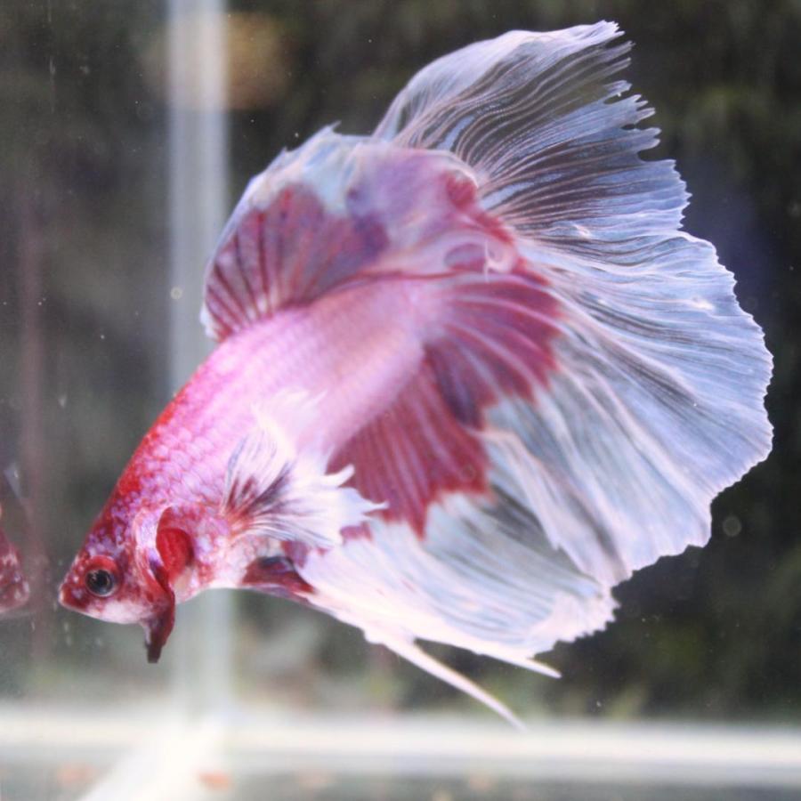 ベタ ショーベタ オス ラベンダーバタフライ 03M0127-161 生体 熱帯魚 ハーフムーン : 有限会社高知熱帯魚サービス - 通販 - Yahoo!ショッピング