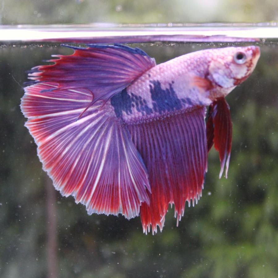 ベタ ショーベタ オス ファンシー 03M0127-170 生体 熱帯魚 ハーフムーン : 有限会社高知熱帯魚サービス - 通販 - Yahoo!ショッピング