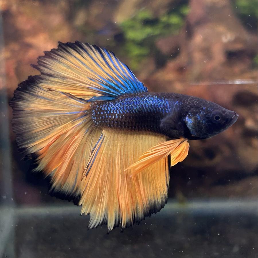 熱帯魚 ショーベタ オス ブラックマスタード 03M0408-083 生体 ハーフムーン : 有限会社高知熱帯魚サービス - 通販 - Yahoo!ショッピング