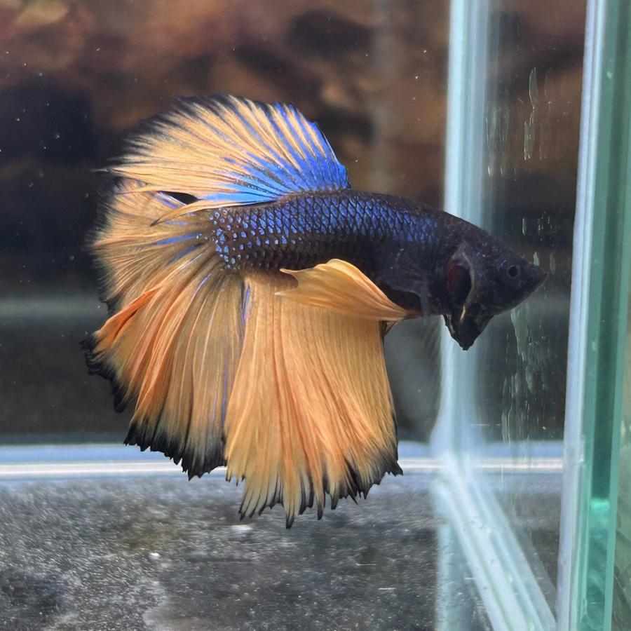 熱帯魚 ショーベタ オス ブラックマスタード 03M0408-083 生体 ハーフムーン : 有限会社高知熱帯魚サービス - 通販 - Yahoo!ショッピング