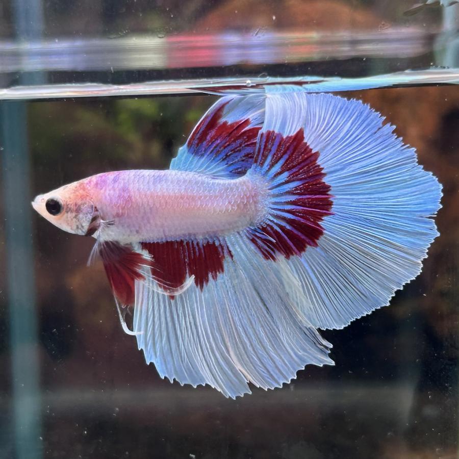 熱帯魚 ショーベタ オス ラベンダーバタフライ 03M0408-084 生体 ハーフムーン : 有限会社高知熱帯魚サービス - 通販 - Yahoo!ショッピング