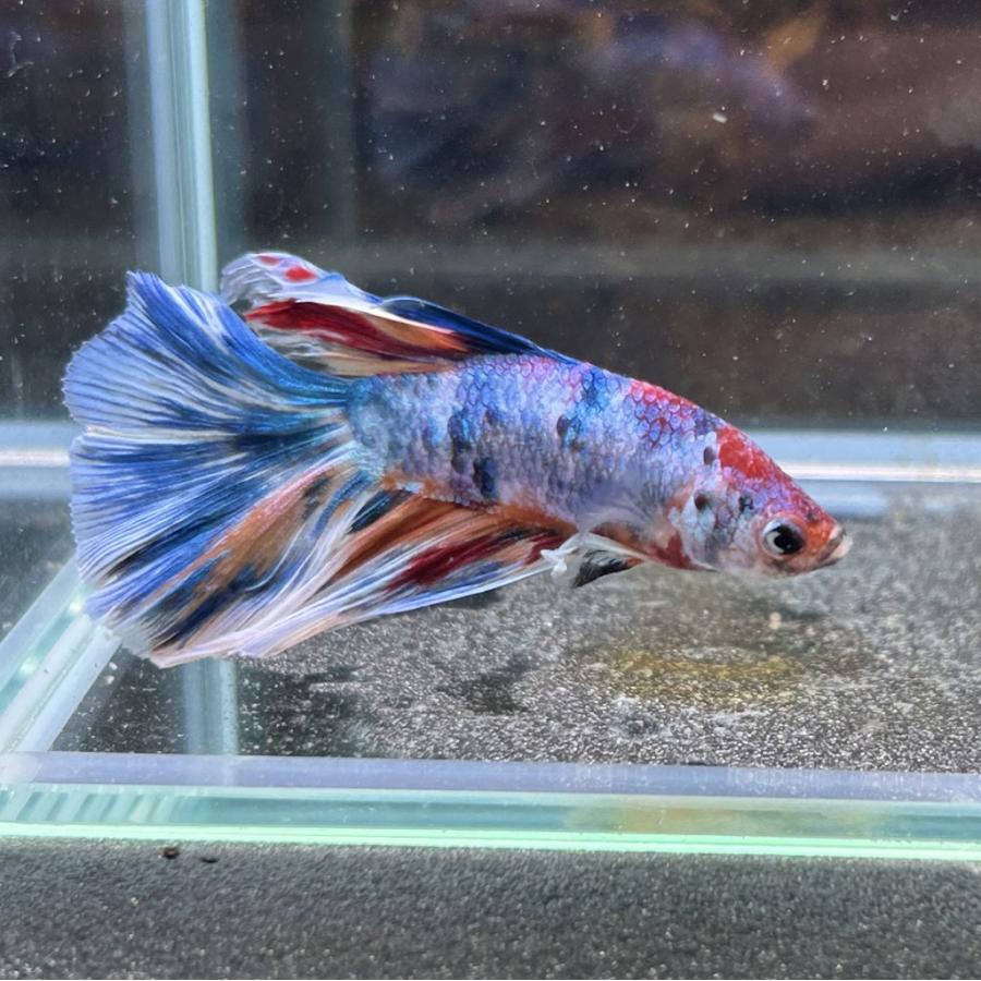 熱帯魚 ショーベタ オス ファンシー 03M0408-090 生体 ハーフムーン : 有限会社高知熱帯魚サービス - 通販 - Yahoo!ショッピング