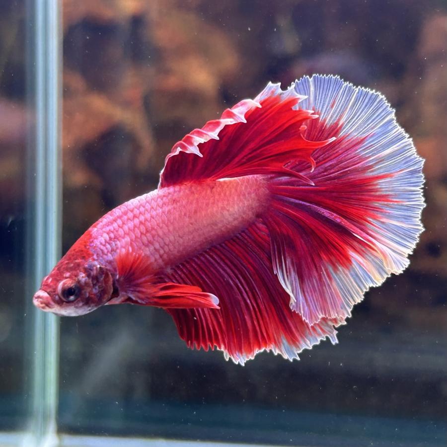 熱帯魚 ショーベタ オス ラベンダーバタフライ 03M0801-015 生体 ハーフムーン : 有限会社高知熱帯魚サービス - 通販 - Yahoo!ショッピング