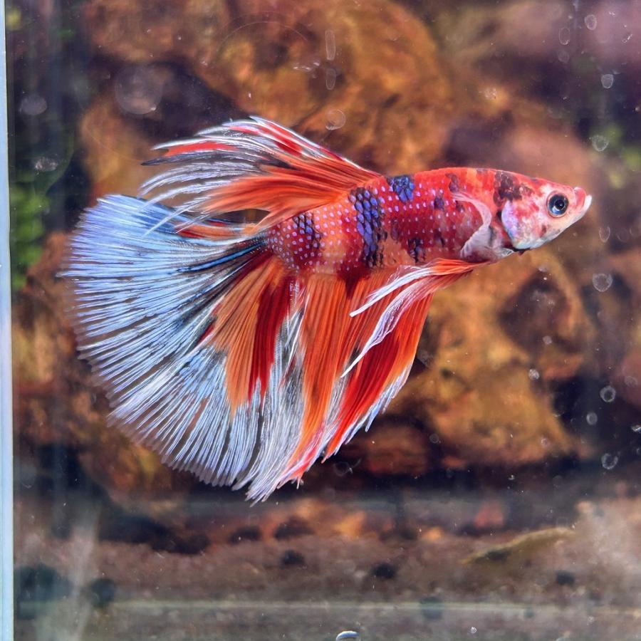 熱帯魚 ショーベタ オス キャンディー 03M0801-022 生体 ハーフムーン : 有限会社高知熱帯魚サービス - 通販 - Yahoo!ショッピング