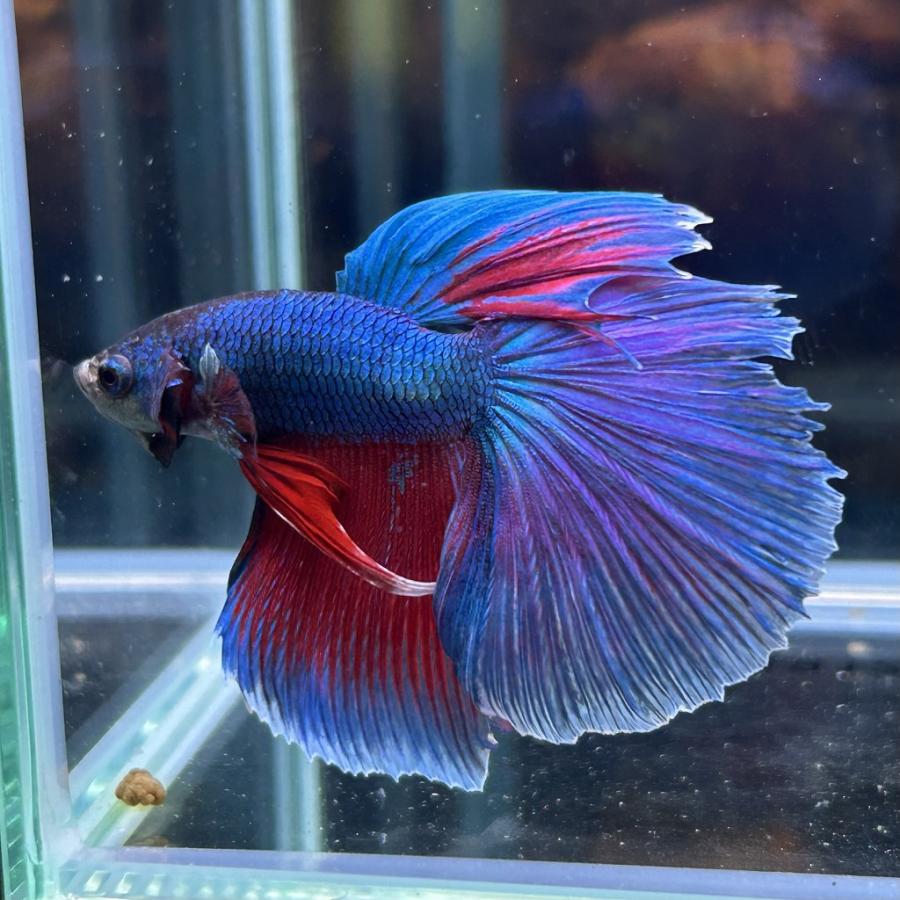 在庫処分価格 熱帯魚 ショーベタ オス ファンシーブルー 03M0801-033 生体 ハーフムーン : 有限会社高知熱帯魚サービス - 通販 - Yahoo!ショッピング