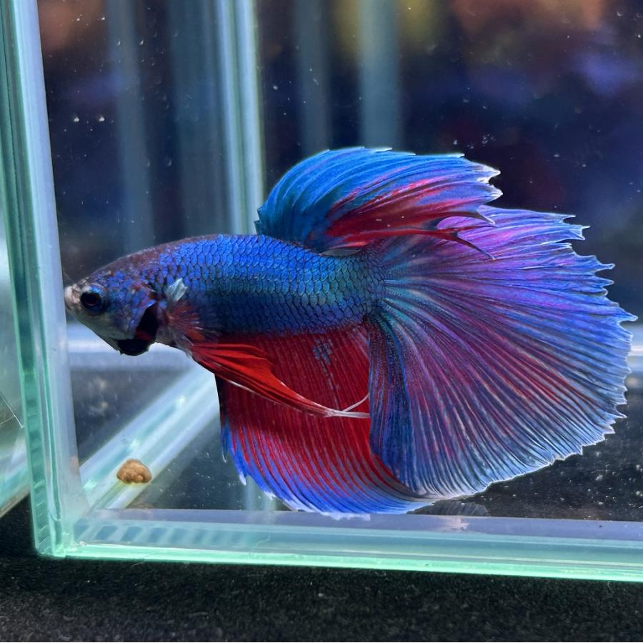 在庫処分価格 熱帯魚 ショーベタ オス ファンシーブルー 03M0801-033 生体 ハーフムーン : 有限会社高知熱帯魚サービス - 通販 - Yahoo!ショッピング