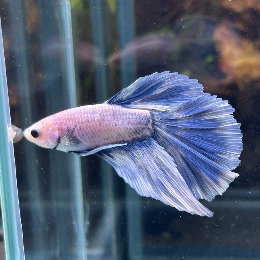 熱帯魚 ショーベタ オス グリッセルブルー 03M0801-034 生体 ハーフムーン : 有限会社高知熱帯魚サービス - 通販 - Yahoo!ショッピング