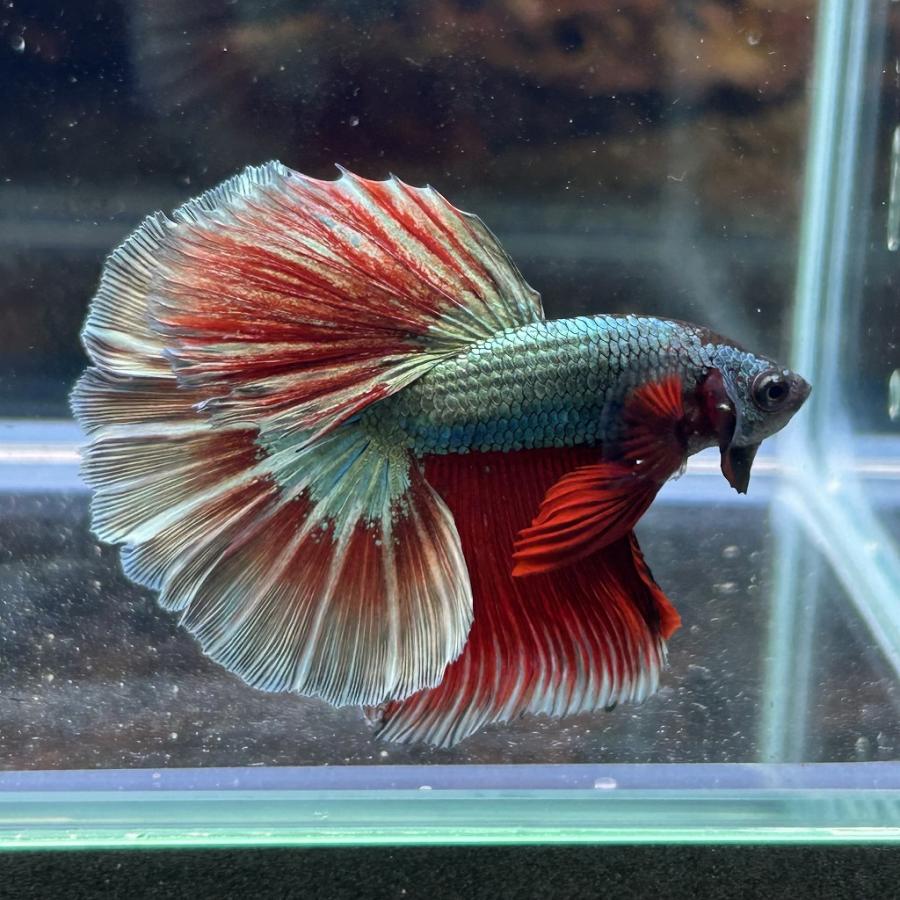 熱帯魚 ショーベタ オス ファンシーカッパー 03M0801-035 生体 ハーフムーン : 有限会社高知熱帯魚サービス - 通販 - Yahoo!ショッピング