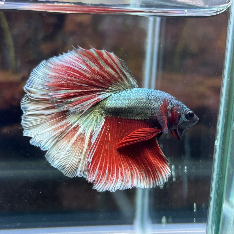 熱帯魚 ショーベタ オス ファンシーカッパー 03M0801-035 生体 ハーフムーン : 有限会社高知熱帯魚サービス - 通販 - Yahoo!ショッピング