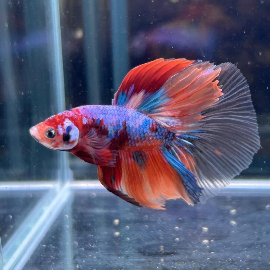 熱帯魚 ショーベタ オス キャンディー 03M0801-038 生体 ハーフムーン : 有限会社高知熱帯魚サービス - 通販 - Yahoo!ショッピング
