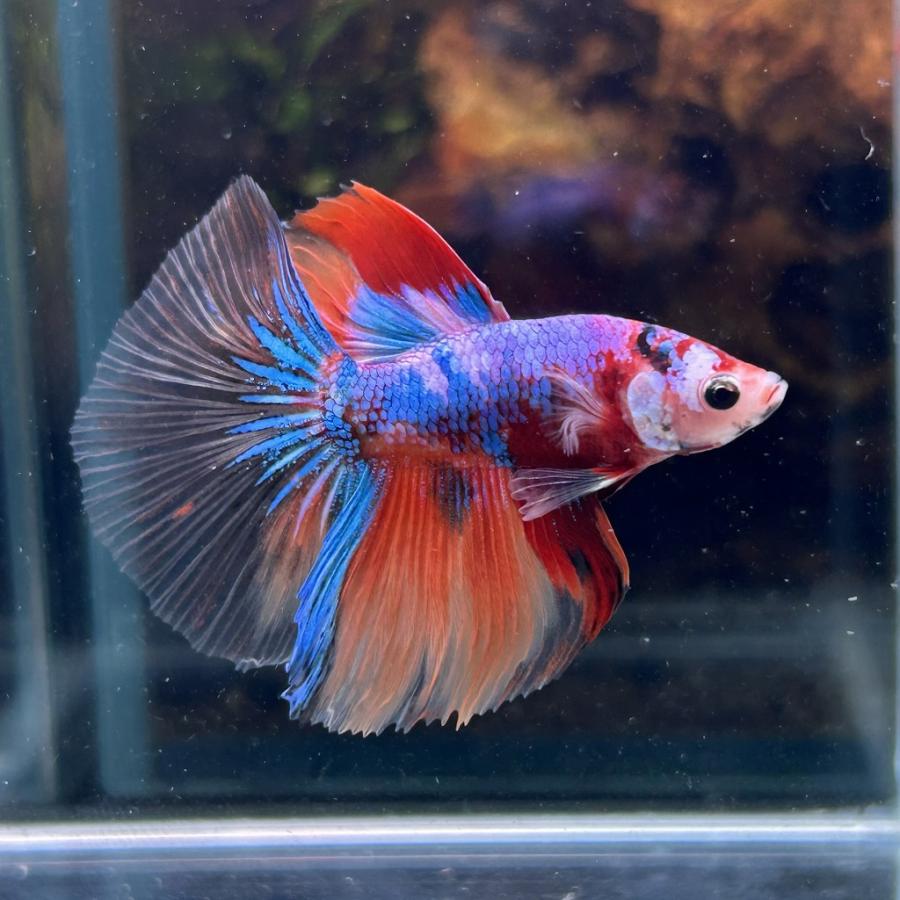 熱帯魚 ショーベタ オス キャンディー 03M0801-038 生体 ハーフムーン : 有限会社高知熱帯魚サービス - 通販 - Yahoo!ショッピング