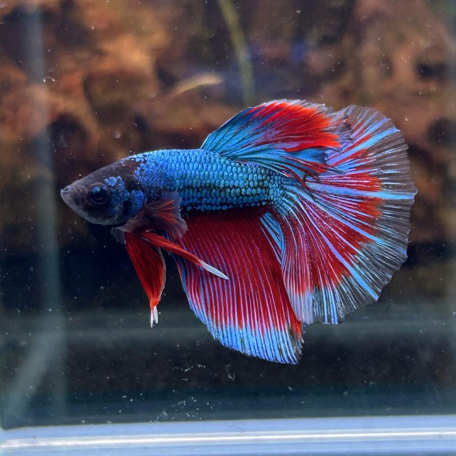 熱帯魚 ショーベタ オス ファンシー 03M0801-042 生体 ハーフムーン : 有限会社高知熱帯魚サービス - 通販 - Yahoo!ショッピング