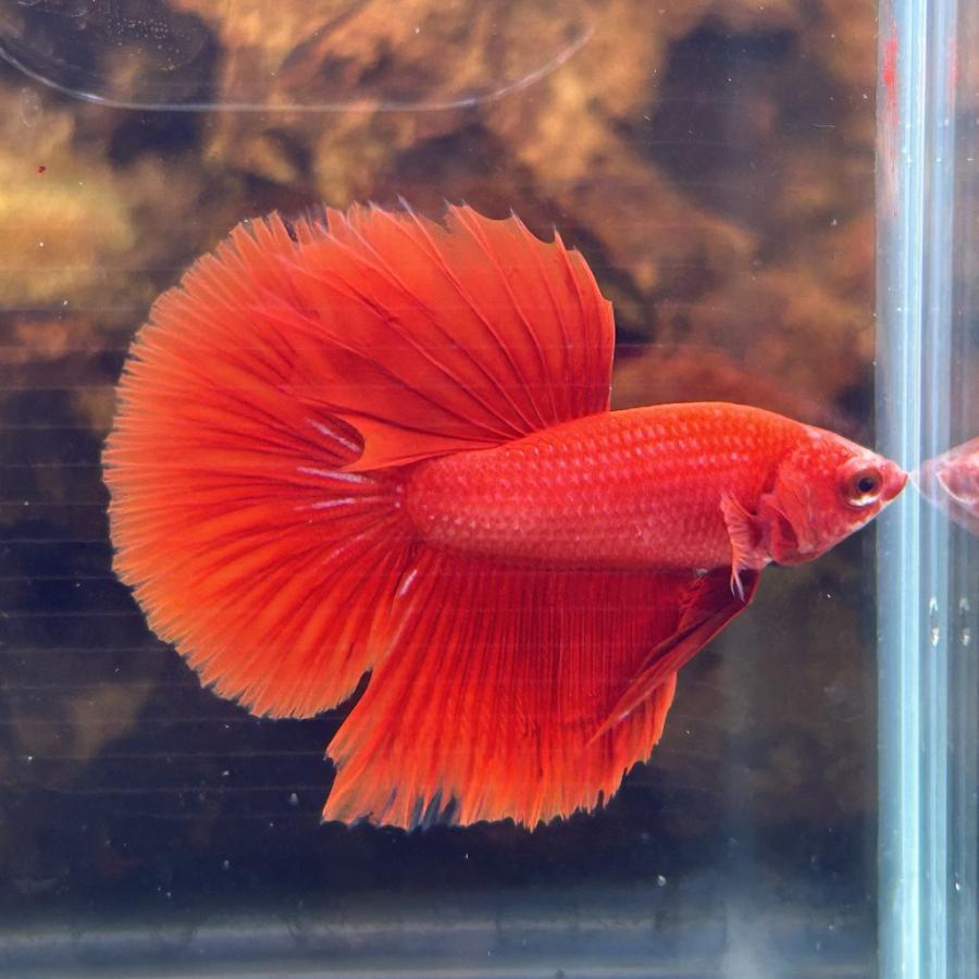 熱帯魚 ショーベタ オス スーパーレッド 03M0801-050 生体 ハーフムーン : 有限会社高知熱帯魚サービス - 通販 - Yahoo!ショッピング