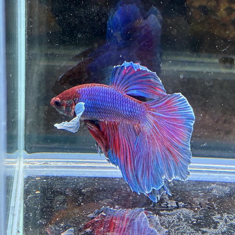熱帯魚 ショーベタ オス ダンボ ファンシーブルー 03M0801-066 生体 ハーフムーン : 有限会社高知熱帯魚サービス - 通販 - Yahoo!ショッピング