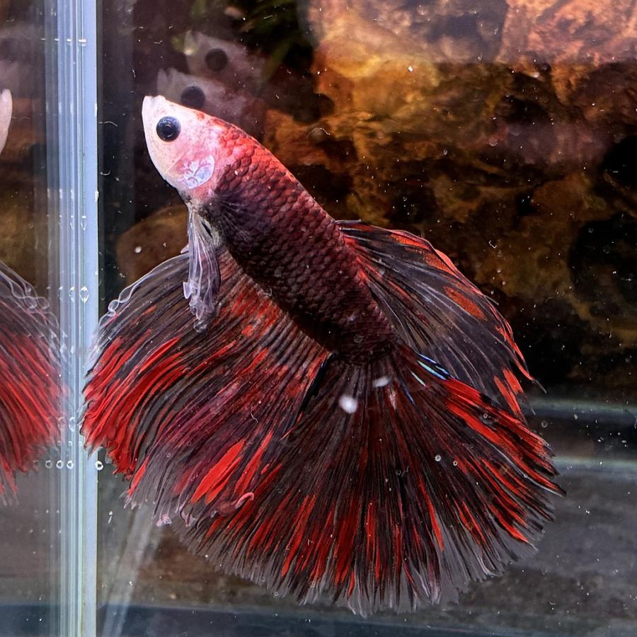 熱帯魚 ショーベタ オス コイカラー 03M0801-073 生体 ハーフムーン : 有限会社高知熱帯魚サービス - 通販 - Yahoo!ショッピング