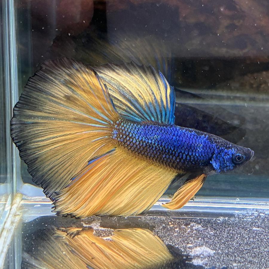 熱帯魚 ショーベタ オス ブルマスタード 03M0801-074 生体 ハーフムーン : 有限会社高知熱帯魚サービス - 通販 - Yahoo!ショッピング