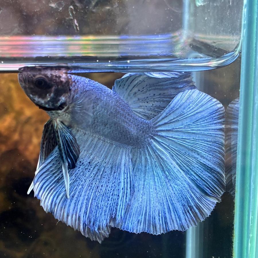 熱帯魚 ショーベタ オス スチールブルー 03M0801-082 生体 ハーフムーン : 有限会社高知熱帯魚サービス - 通販 - Yahoo!ショッピング