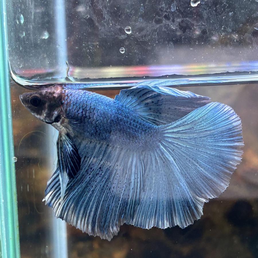 熱帯魚 ショーベタ オス スチールブルー 03M0801-082 生体 ハーフムーン : 有限会社高知熱帯魚サービス - 通販 - Yahoo!ショッピング