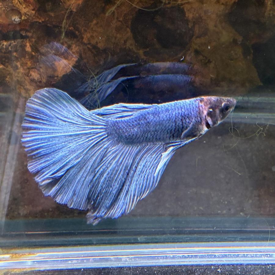 熱帯魚 ショーベタ オス スチールブルー 03M0801-082 生体 ハーフムーン : 有限会社高知熱帯魚サービス - 通販 - Yahoo!ショッピング