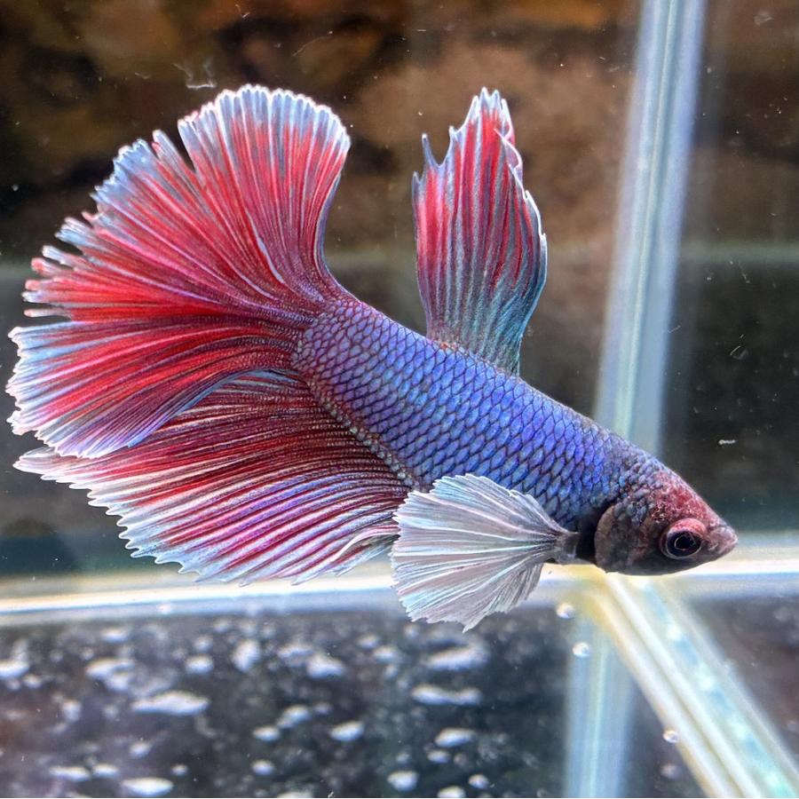 熱帯魚 ショーベタ オス ダンボ ファンシー 03M0801-093 生体 ハーフムーン : 有限会社高知熱帯魚サービス - 通販 - Yahoo!ショッピング