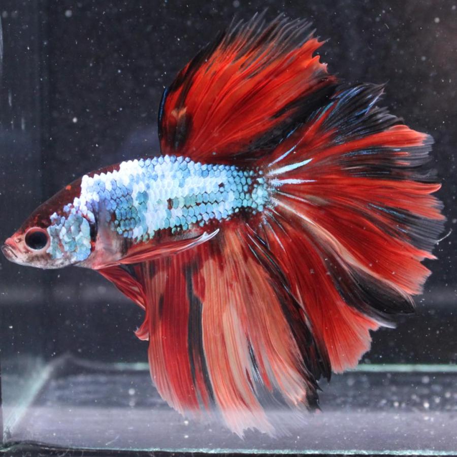 決算在庫処分特価 ベタ ショーベタ オス ファンシー 03M0925-194 生体 熱帯魚 ハーフムーン : 03m0925-194 : 有限会社高知熱帯魚サービス - 通販 - Yahoo ...